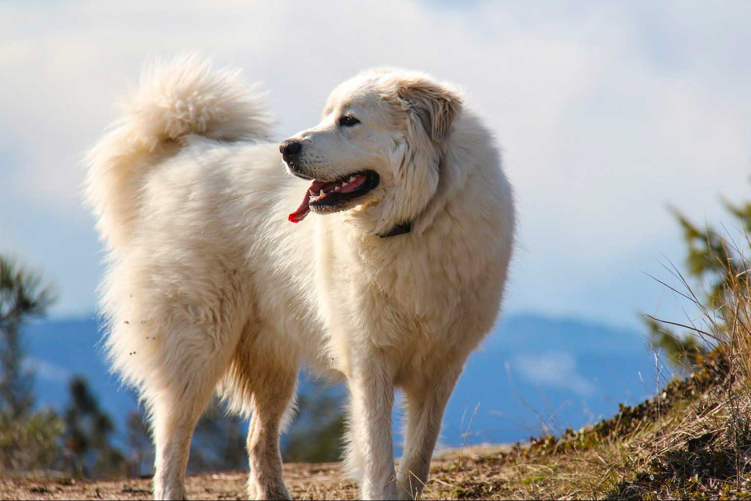 12 razas de perros tranquilas con personalidades relajadas