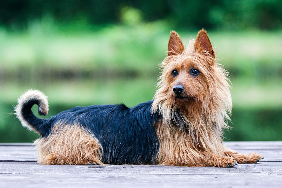 10 perros adorables con patas cortas
