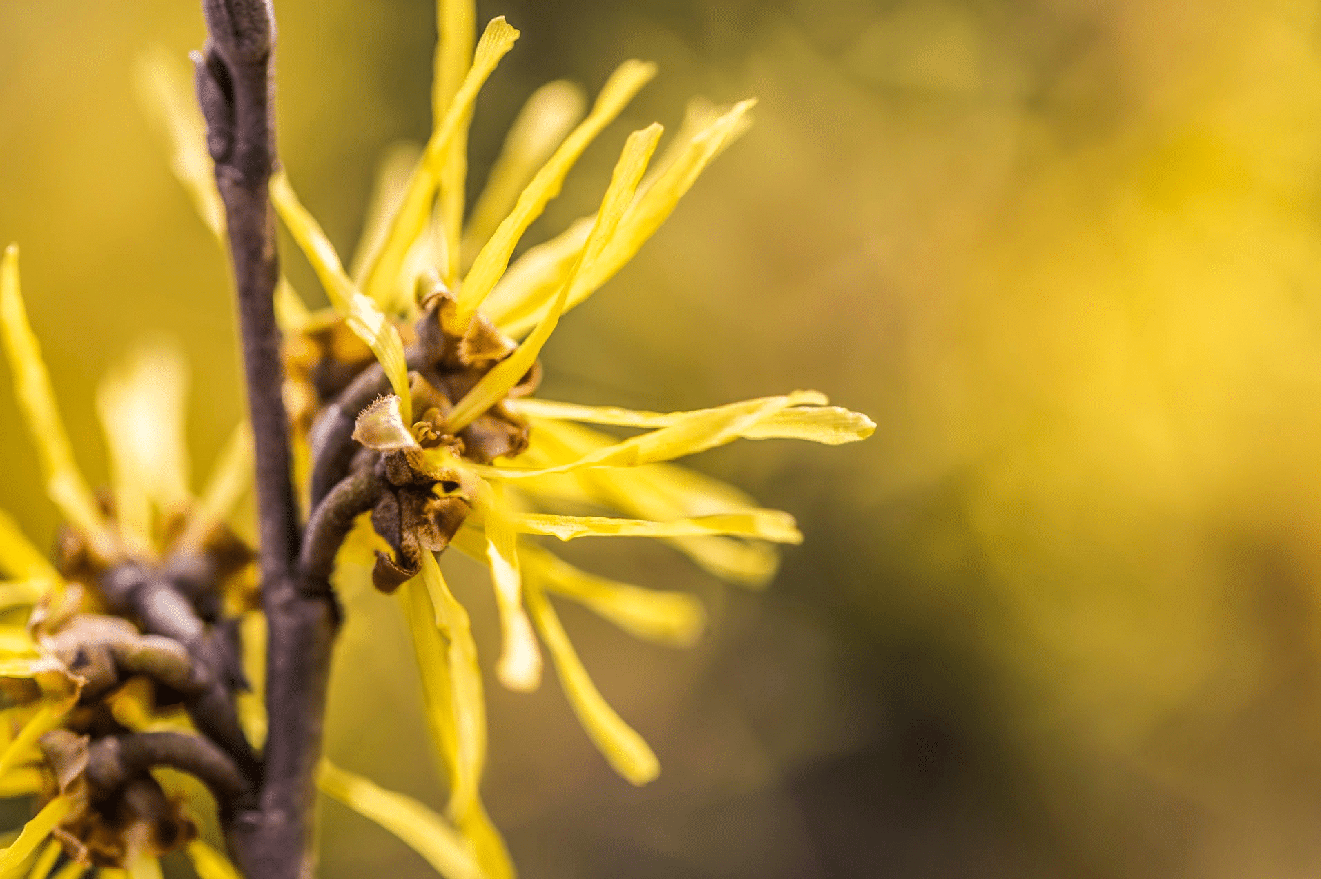 Hamamelis: 6 usos de esta planta que quizás no conocías