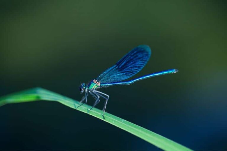 El significado espiritual y simbólico de las libélulas