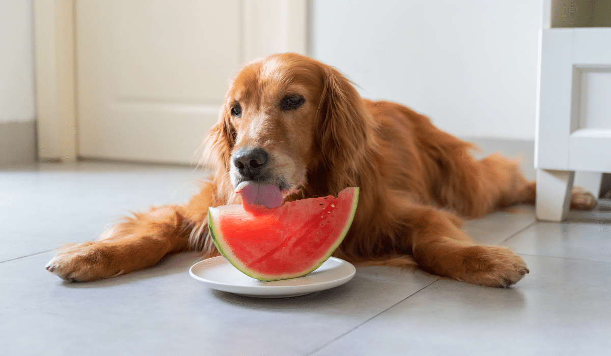 ¿Pueden los perros comer sandía? Esto es lo que dicen los expertos
