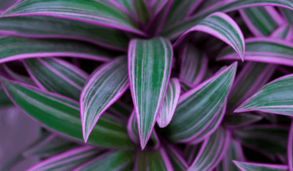 Maguey morado: Conoce sus propiedades y beneficios medicinales