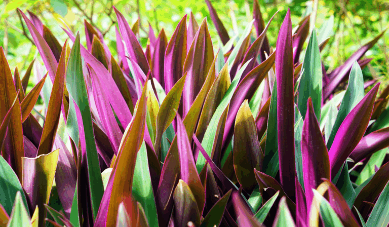Maguey morado, planta medicinal con grandes beneficios ¡Conócelos!