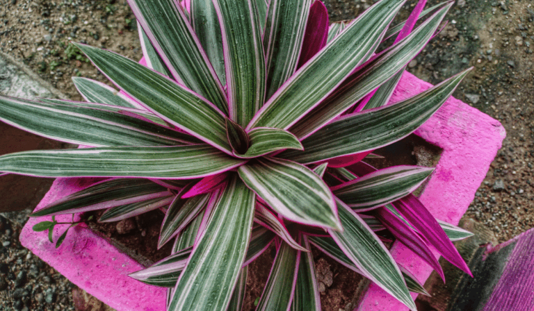 Maguey morado, planta medicinal con grandes beneficios ¡Conócelos!