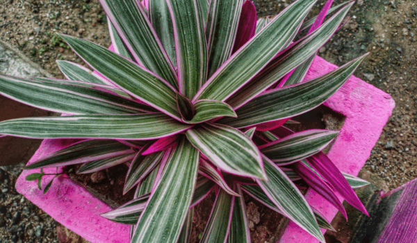 Maguey morado: Conoce sus propiedades y beneficios medicinales