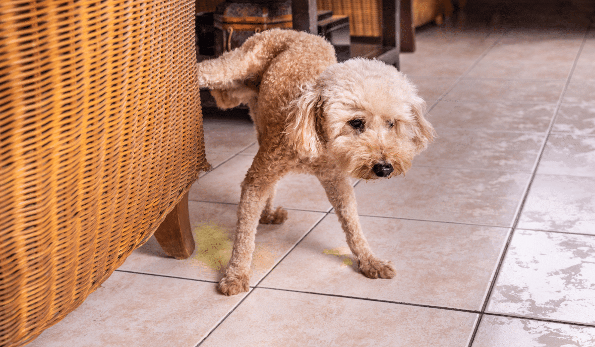 Cómo evitar que tu perro orine en la casa