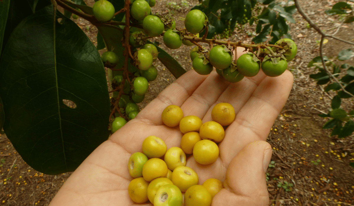 ¿Conocías el Nanche? Te decimos los beneficios de esta fruta