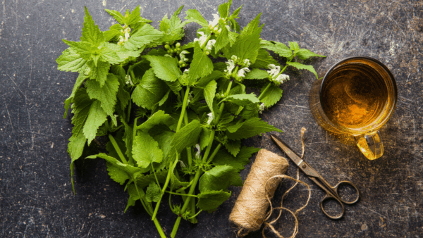 Ortiga sus propiedades y beneficios curativos para la salud
