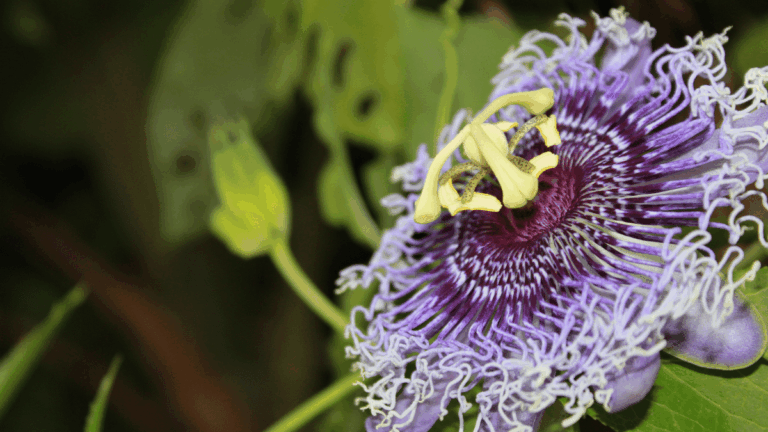 Té de pasiflora, beneficios de tomarlo