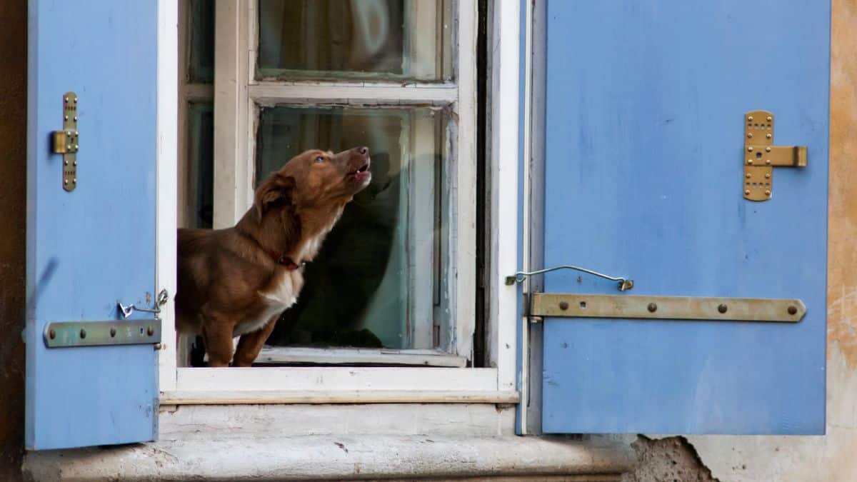 ¿Por qué mi perro ladra mucho y qué hacer al respecto?