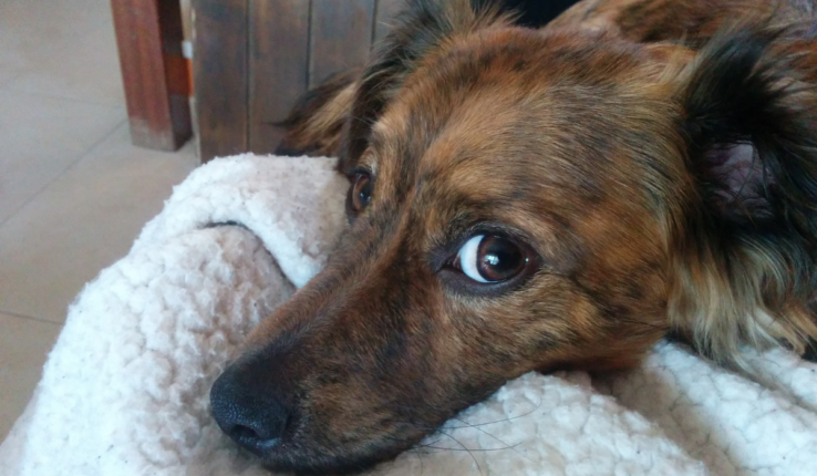8 razas de perros que se ven adorables con sus barbas