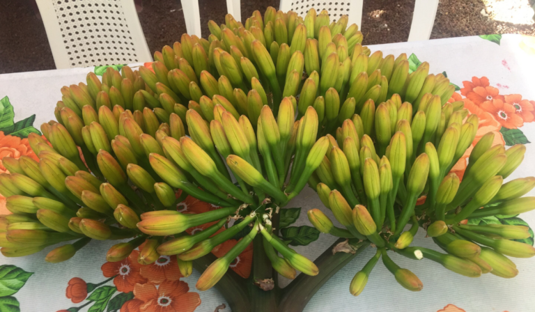 6 plantas comestibles mexicanas que debes conocer
